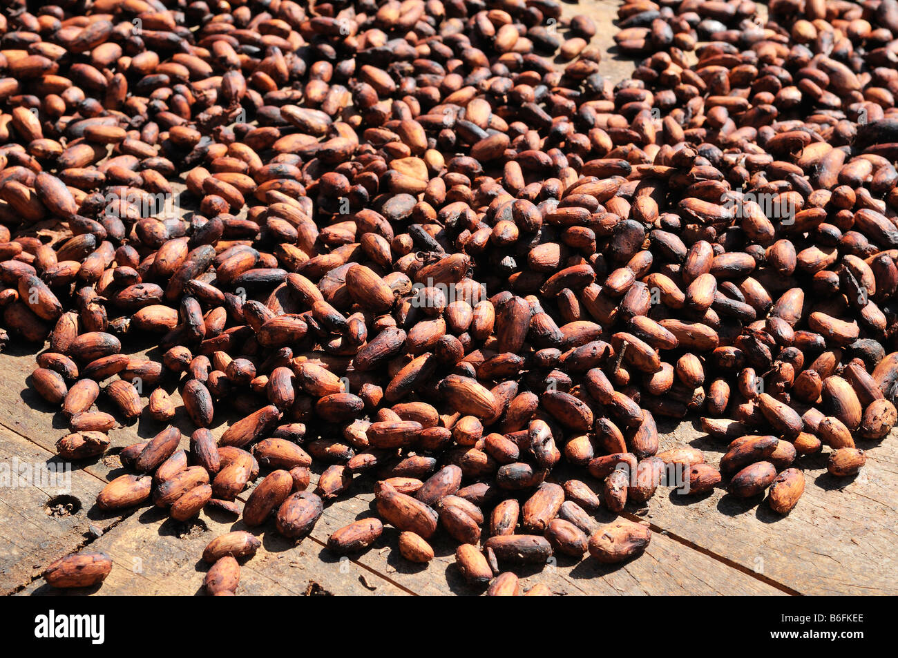 Coco beans spread to dry, Bolivia, South America Stock Photo - Alamy