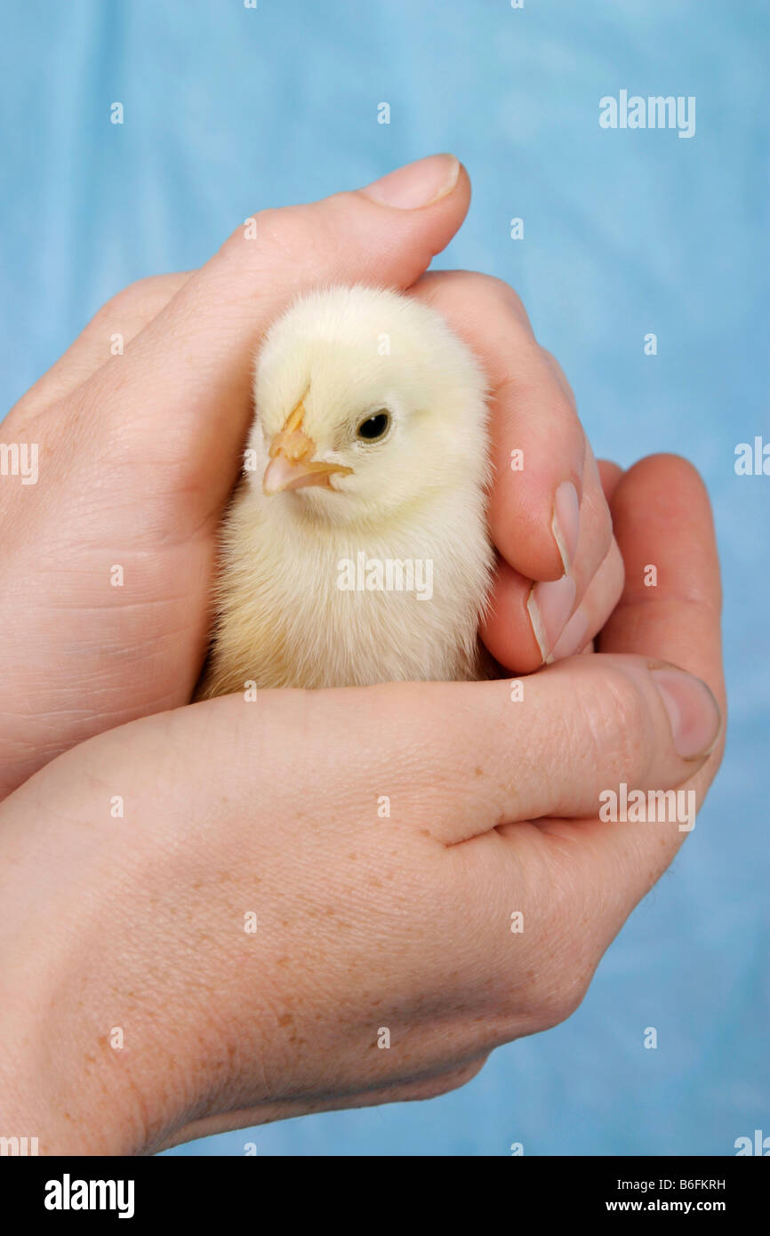 Chicken in hand Stock Photo - Alamy