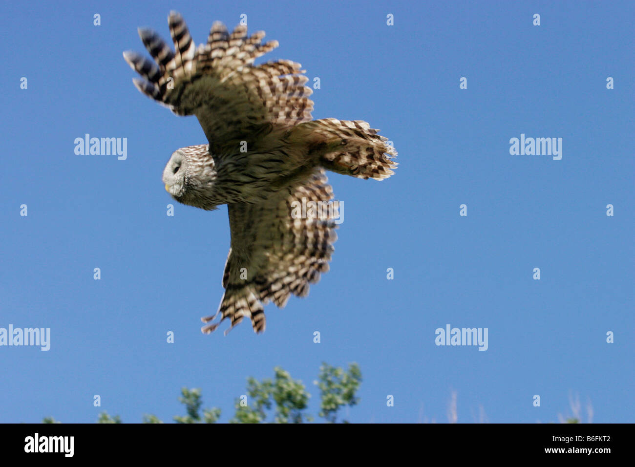 Ural Owl (Strix uralensis), flying Stock Photo - Alamy