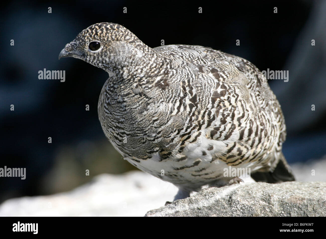 Rock Ptarmigan (Lagopus muta), Lodalskaepa, Jostedalsbreen National ...