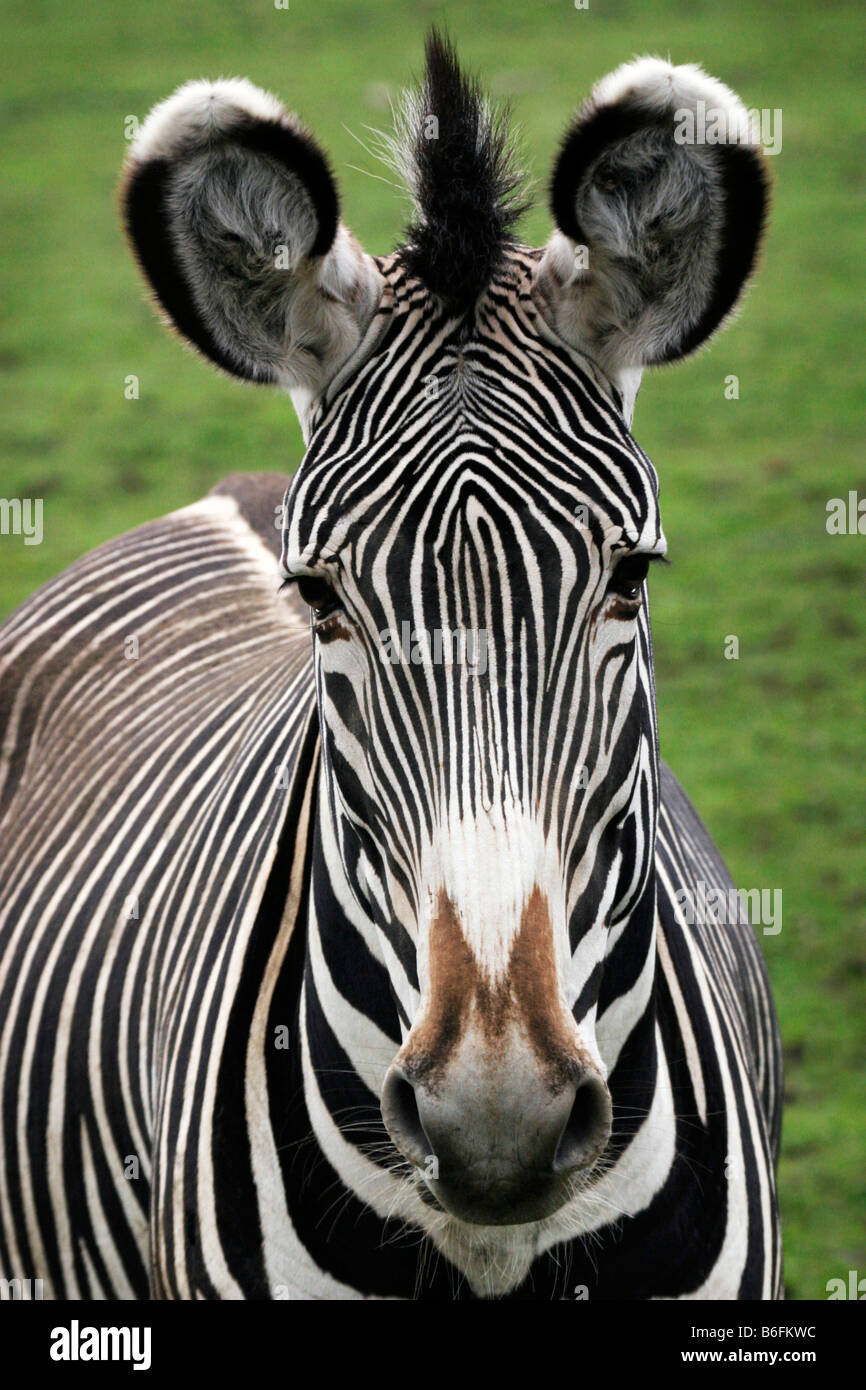 Grevy's Zebra, Imperial Zebra (Equus Grevyi Stock Photo - Alamy