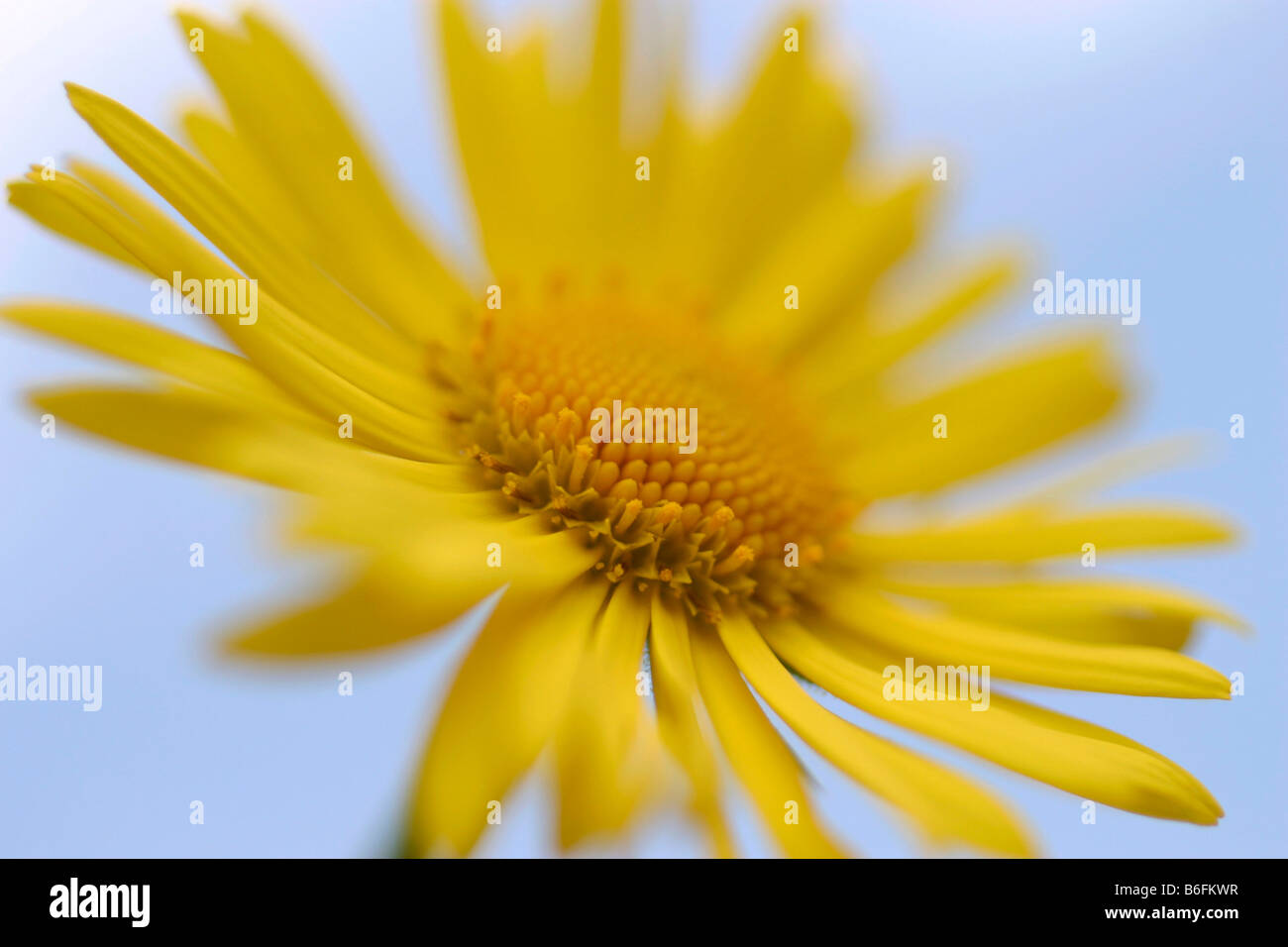 Daisy blume compositae hi-res stock photography and images - Alamy