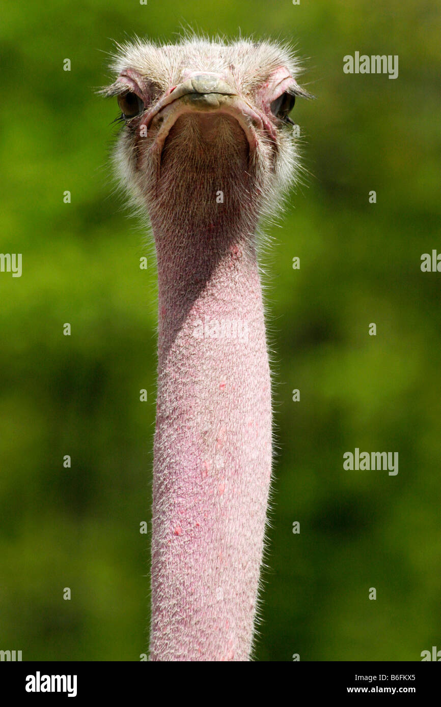 Ostrich (Struthio camelus Stock Photo - Alamy