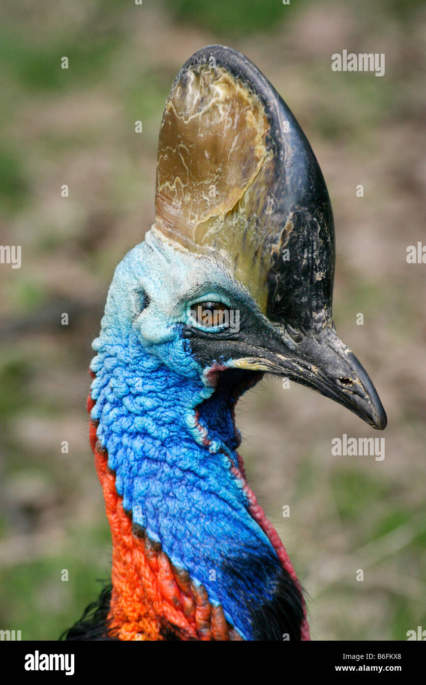 Southern Cassowary (Casuarius casuarius Stock Photo - Alamy
