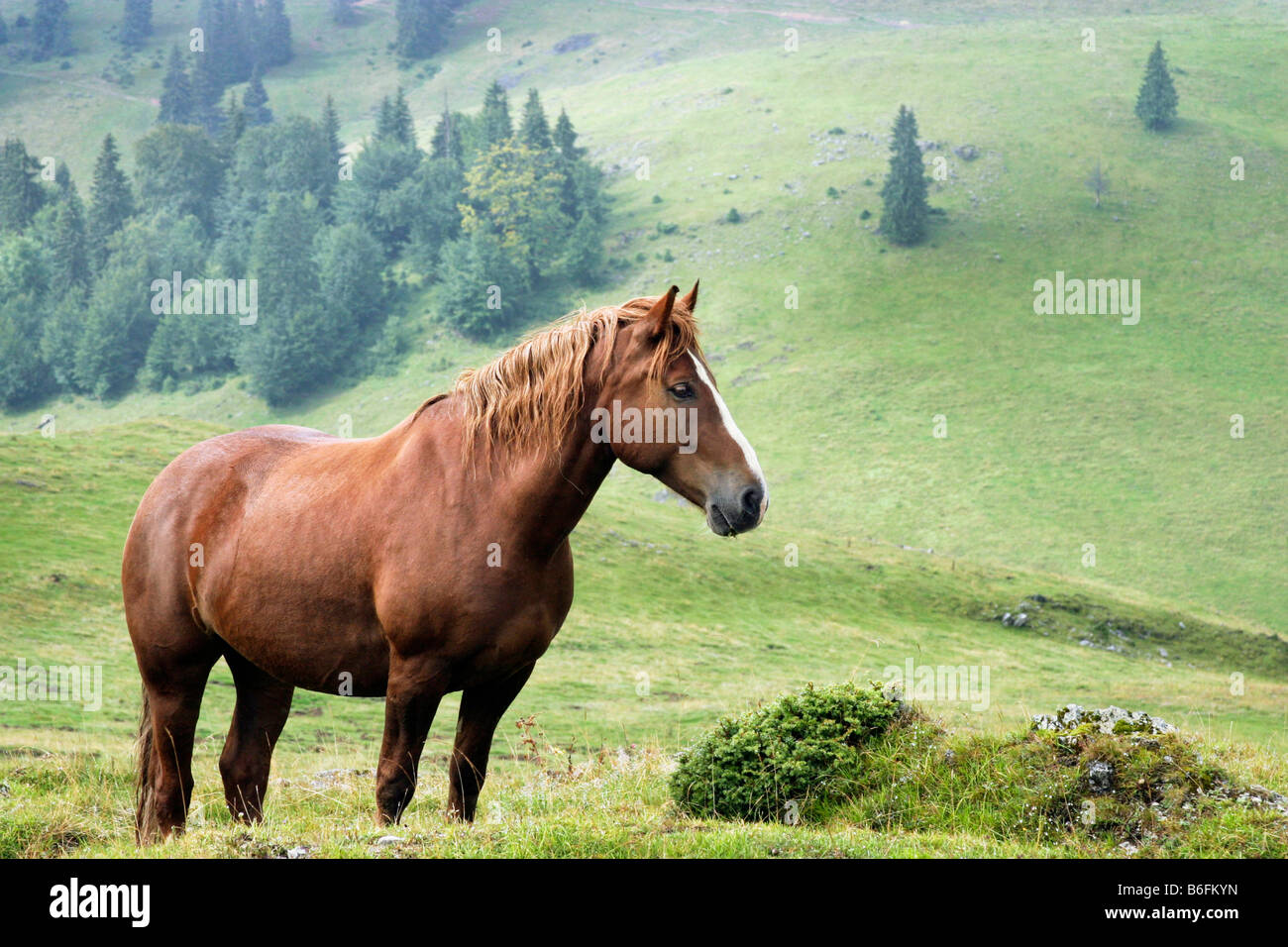 Wild mammals romania hi-res stock photography and images - Alamy