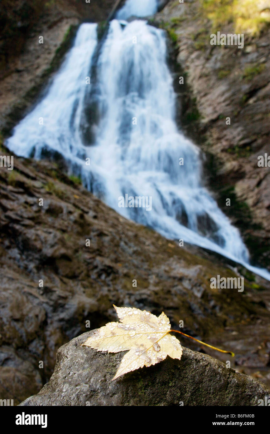 Rachitele hi-res stock photography and images - Alamy