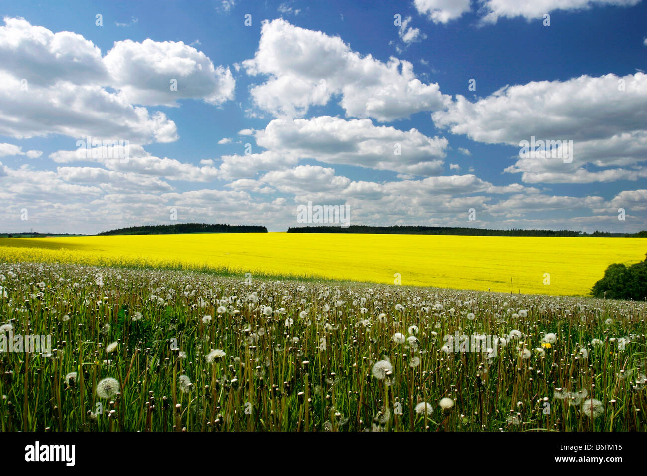 Field of oilseed rape, forage rape (Brassica napus subsp. Napus), Chric ...