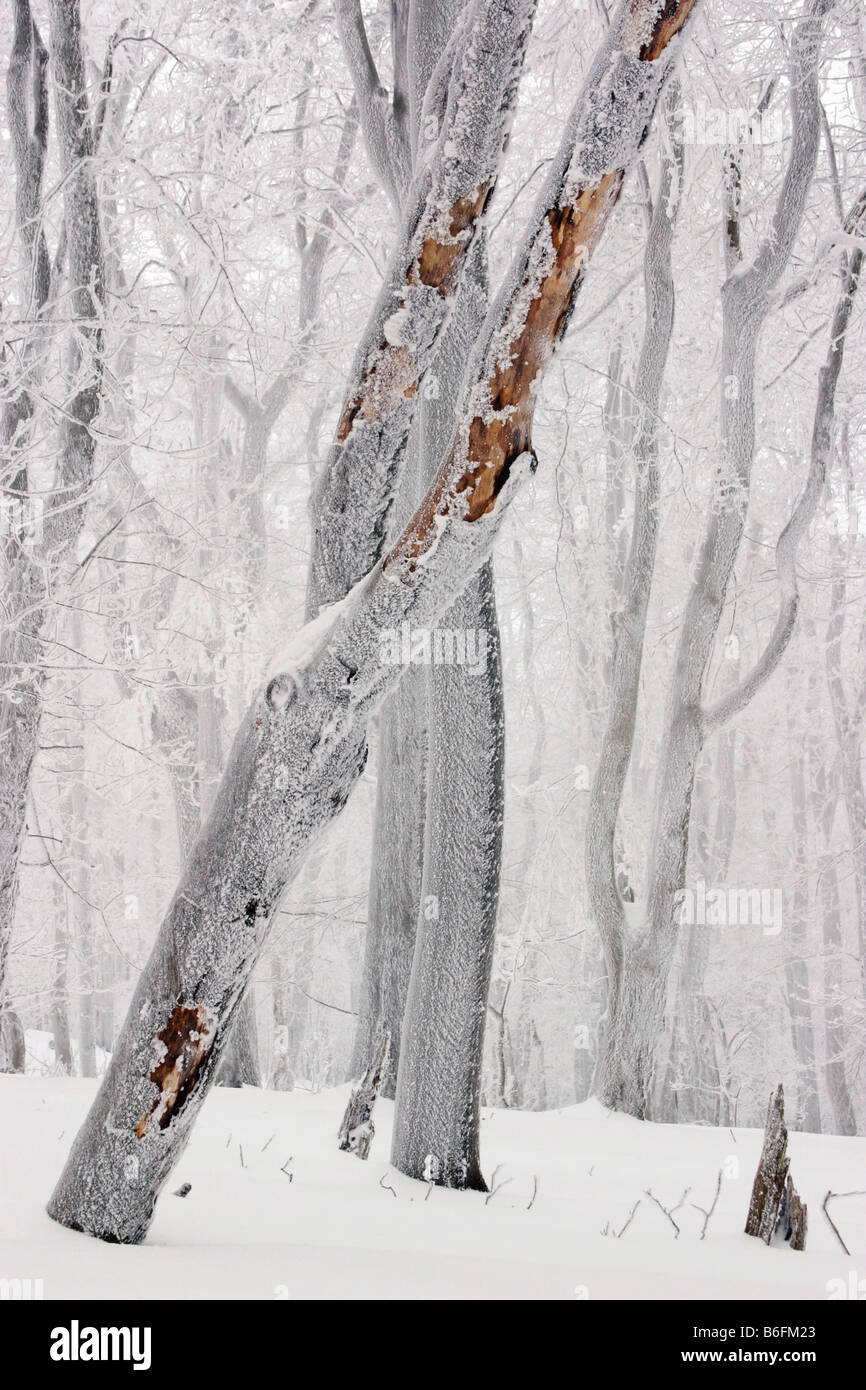 Buchenwald im winter beech forest hi-res stock photography and images ...