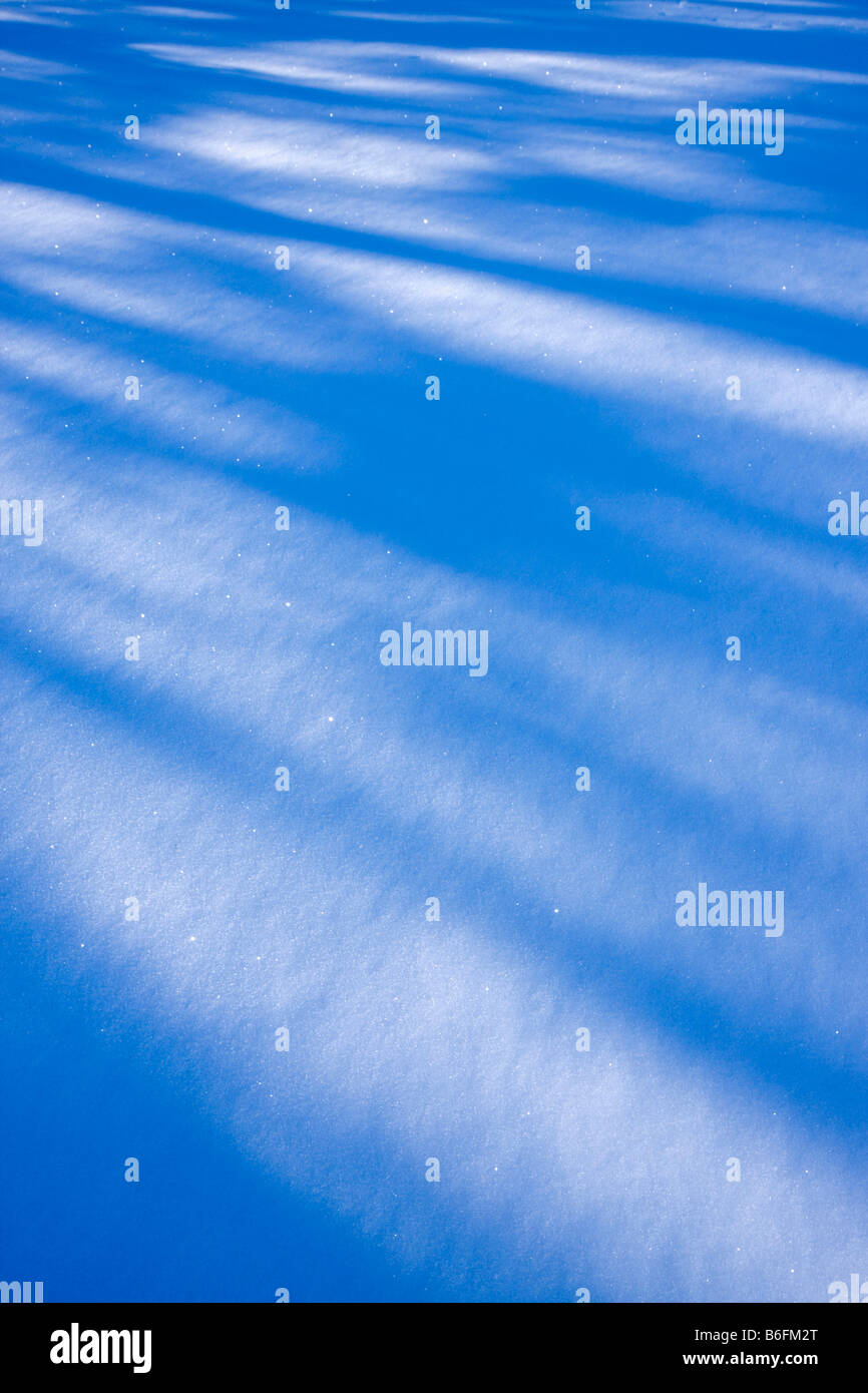 Blue snow with shadows of trees Stock Photo - Alamy