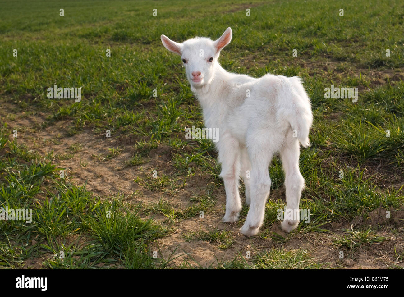 White goat hi-res stock photography and images - Alamy