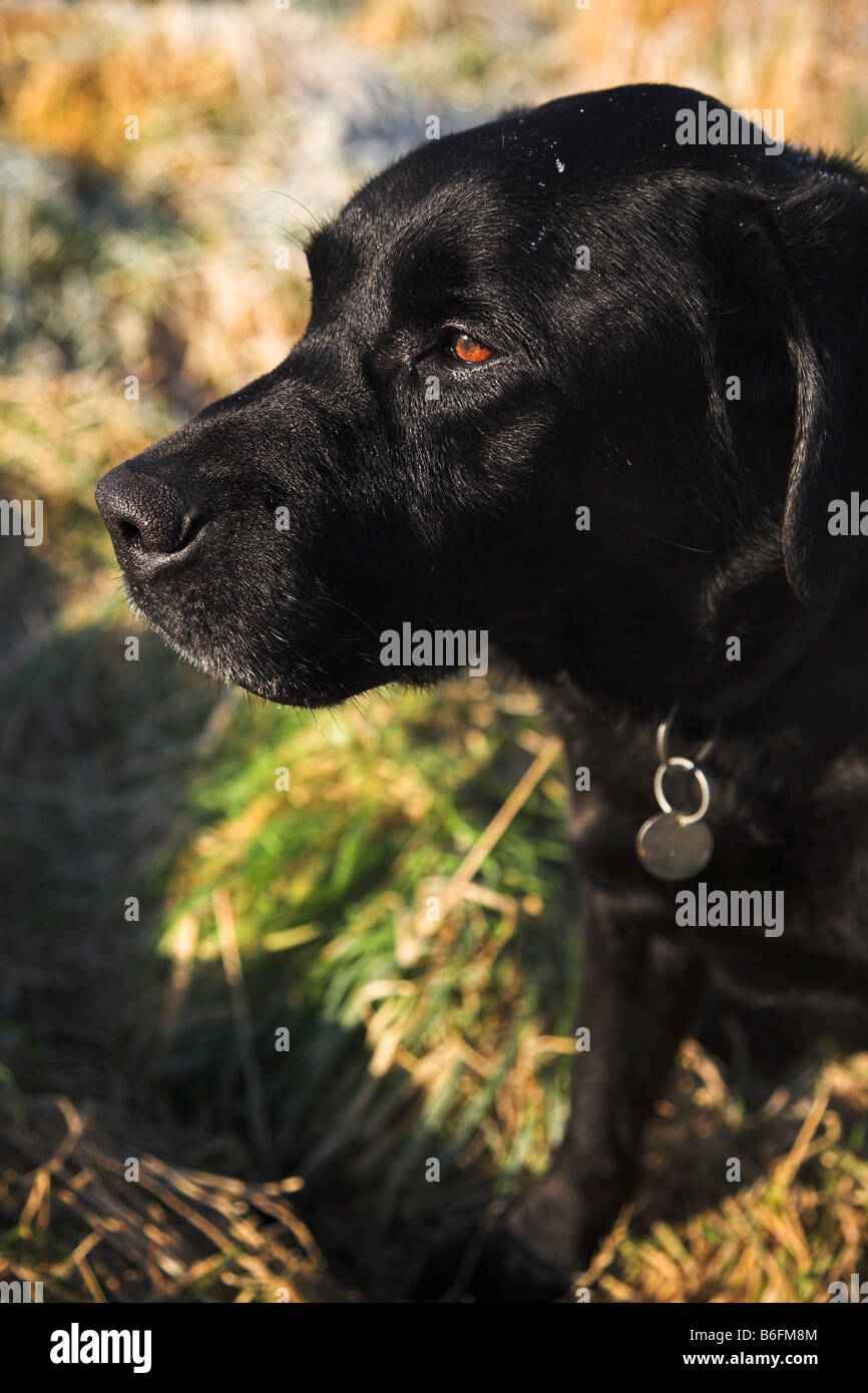 Black labrador winter hi-res stock photography and images - Alamy