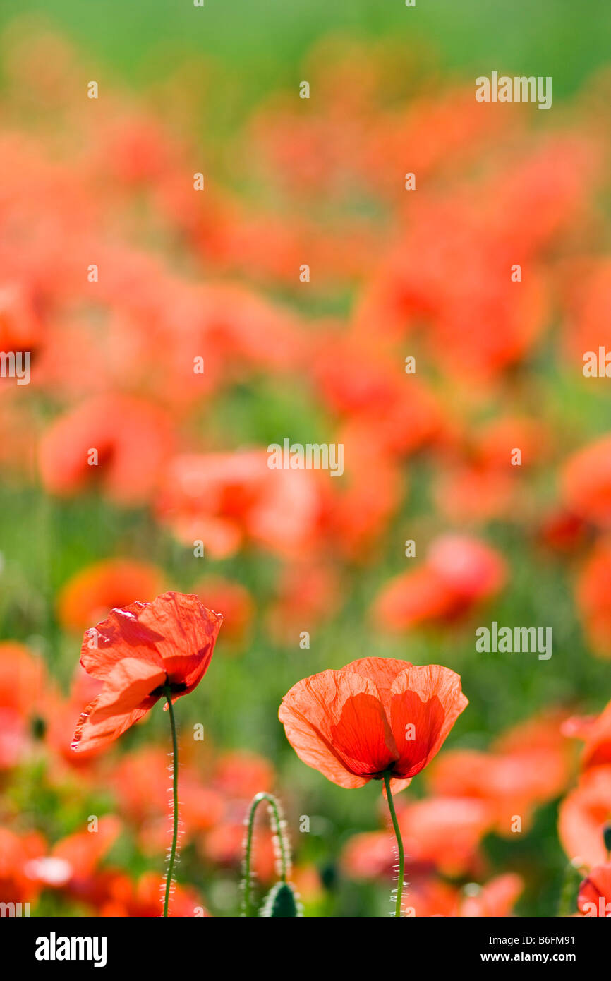 Corn Poppy, Red Poppy (Papaver rhoeas Stock Photo - Alamy