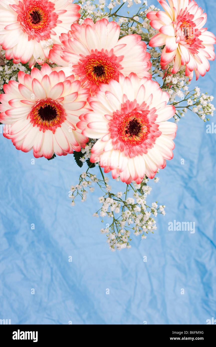 Gerbera jamesonii transvaal daisy hi-res stock photography and images ...