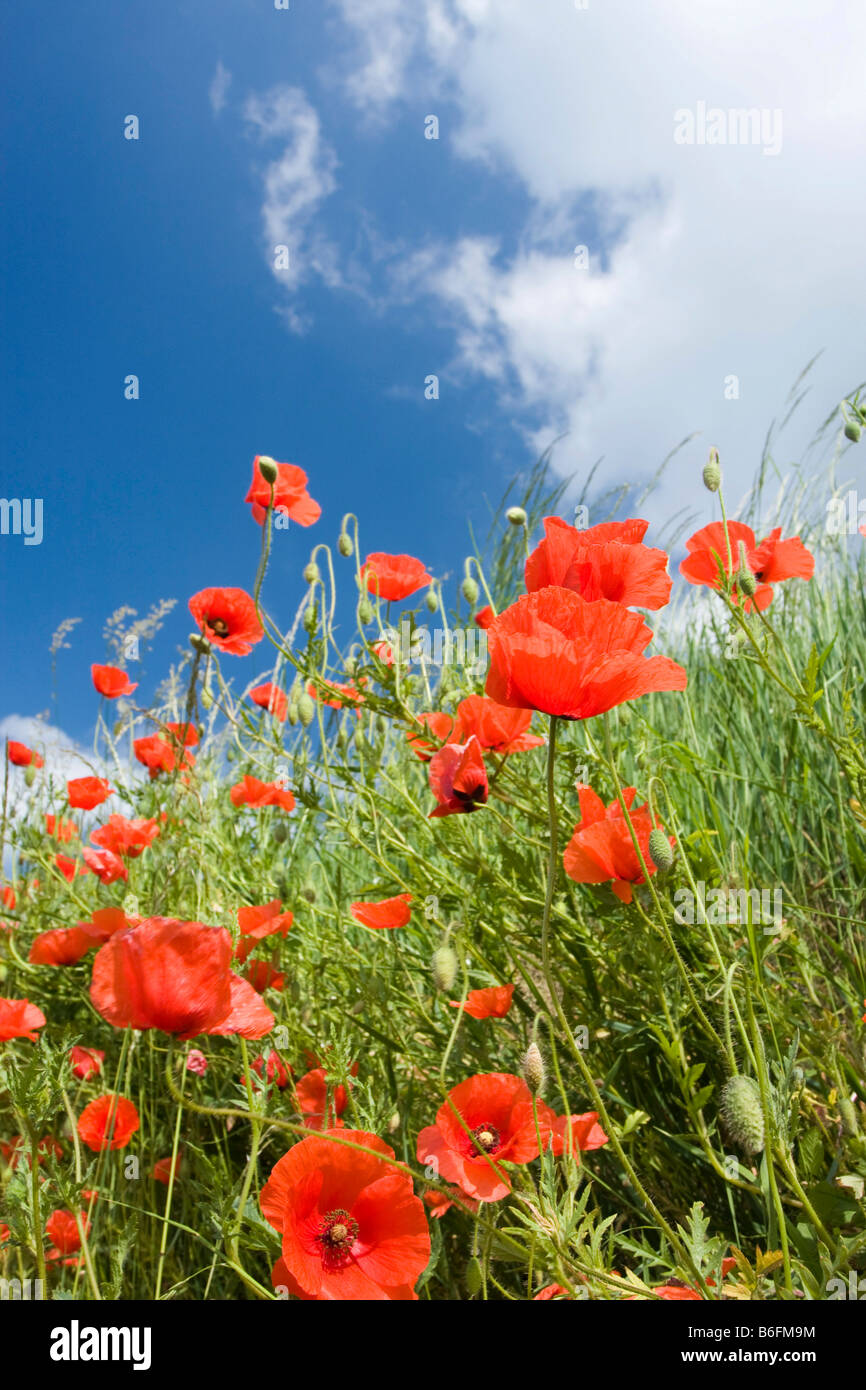 Corn Poppy, Red Poppy (Papaver rhoeas Stock Photo - Alamy