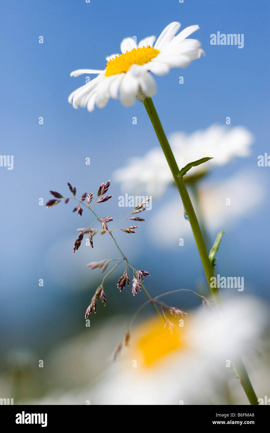 Oxeye Daisies (Leucanthemum vulgare Stock Photo - Alamy