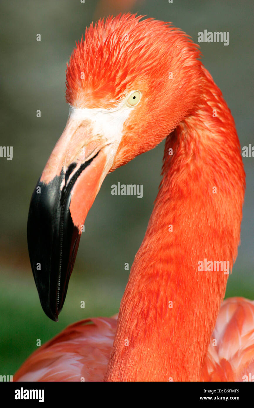 Rote flamingos hi-res stock photography and images - Alamy