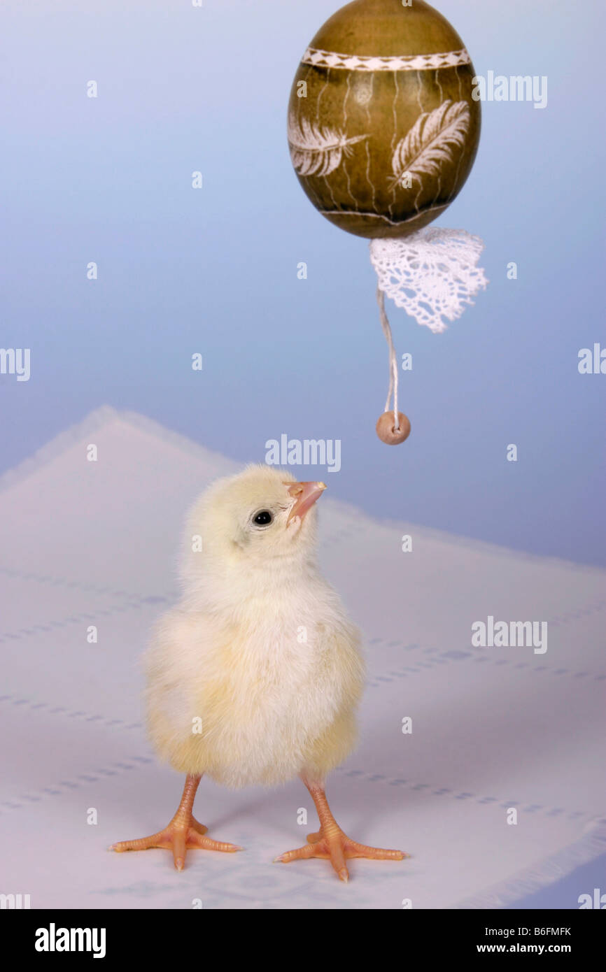 Easter egg with chick Stock Photo - Alamy