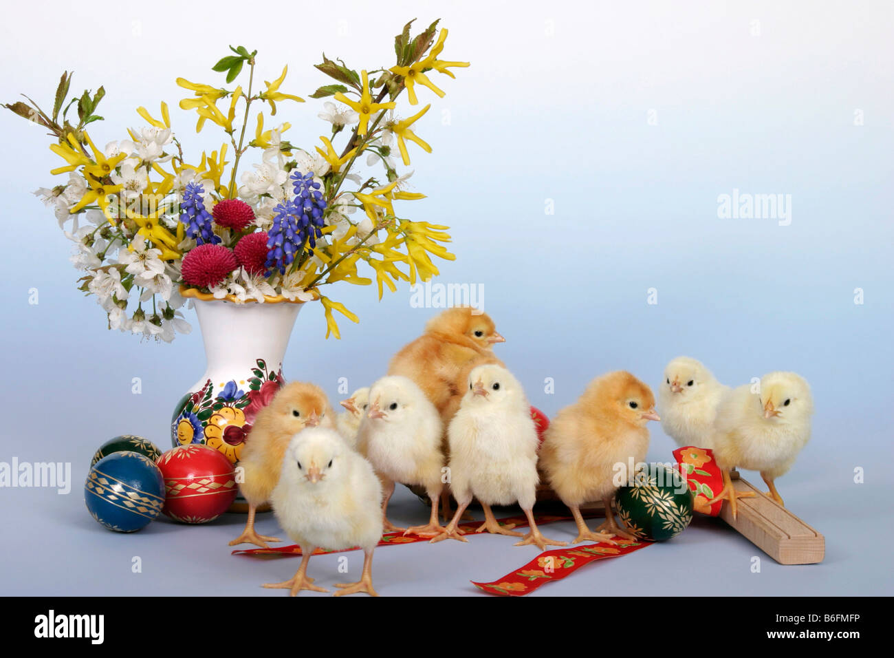 Chicks with hi-res stock photography and images - Alamy