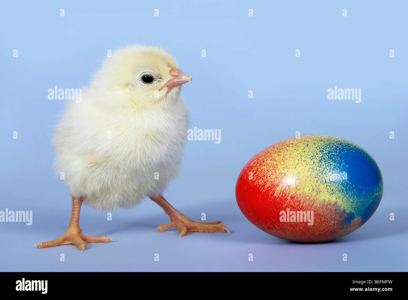 Chick with easter egg as body hi-res stock photography and images - Alamy