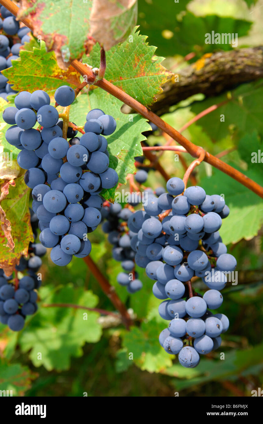 Blaue frucht hi-res stock photography and images - Alamy