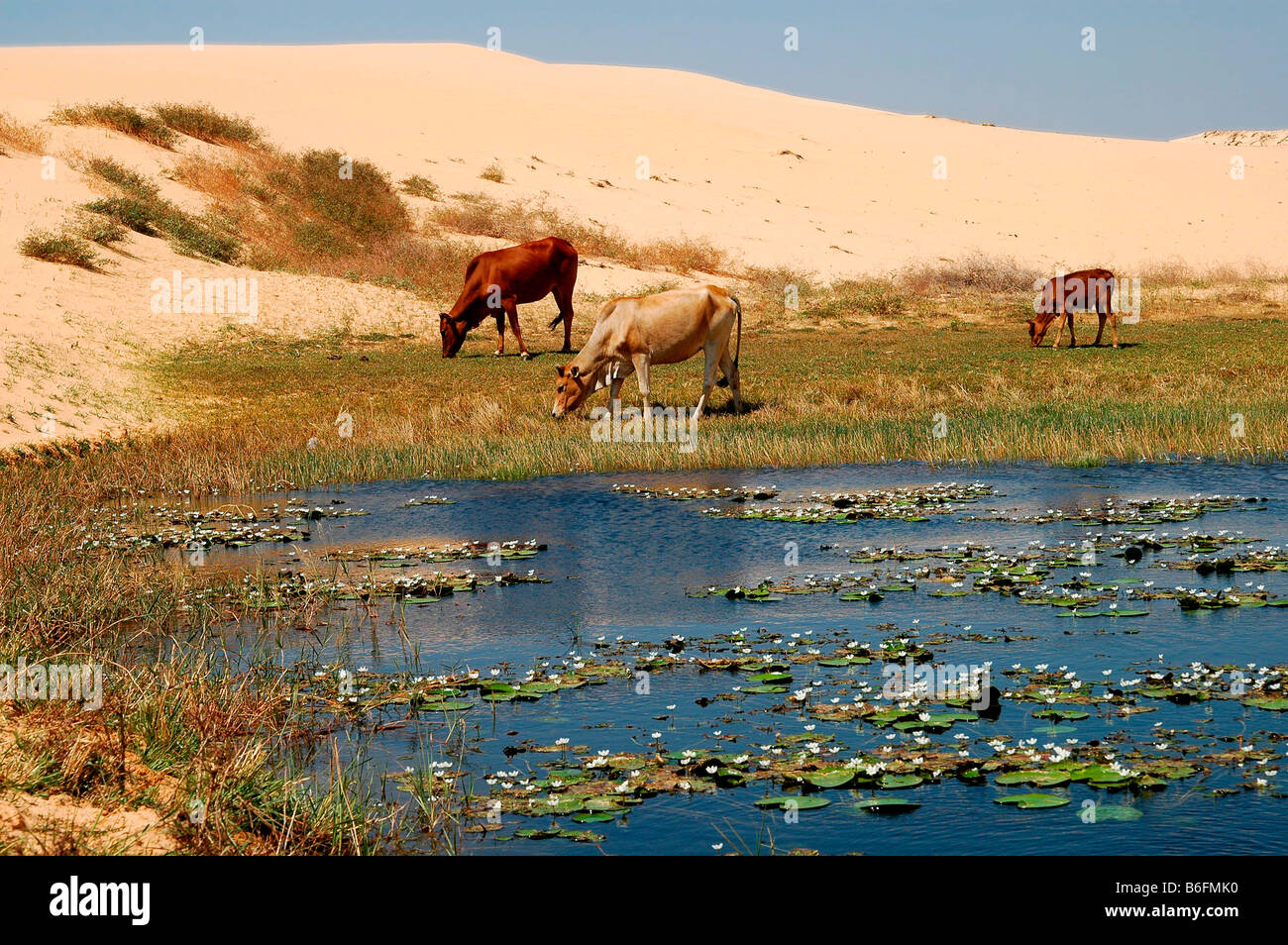 Cows grazing on a small strip of pasture on the edge of a desert lake ...