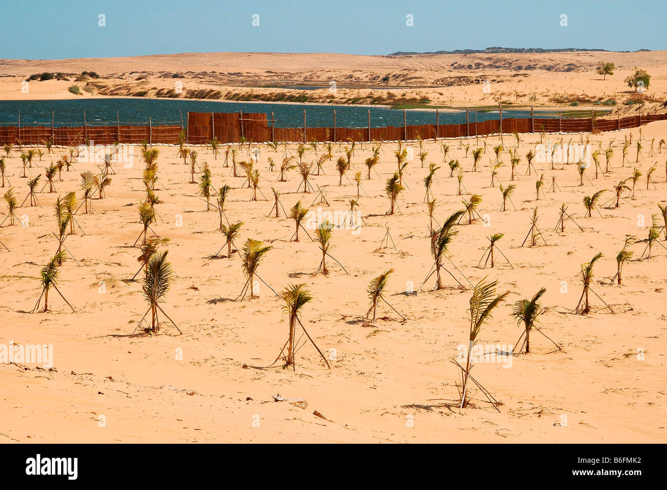 Plantation with young palms for a reforestation project for the ...