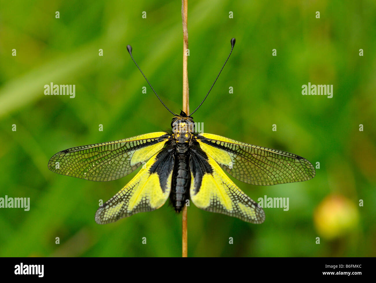 Libelloides High Resolution Stock Photography and Images - Alamy