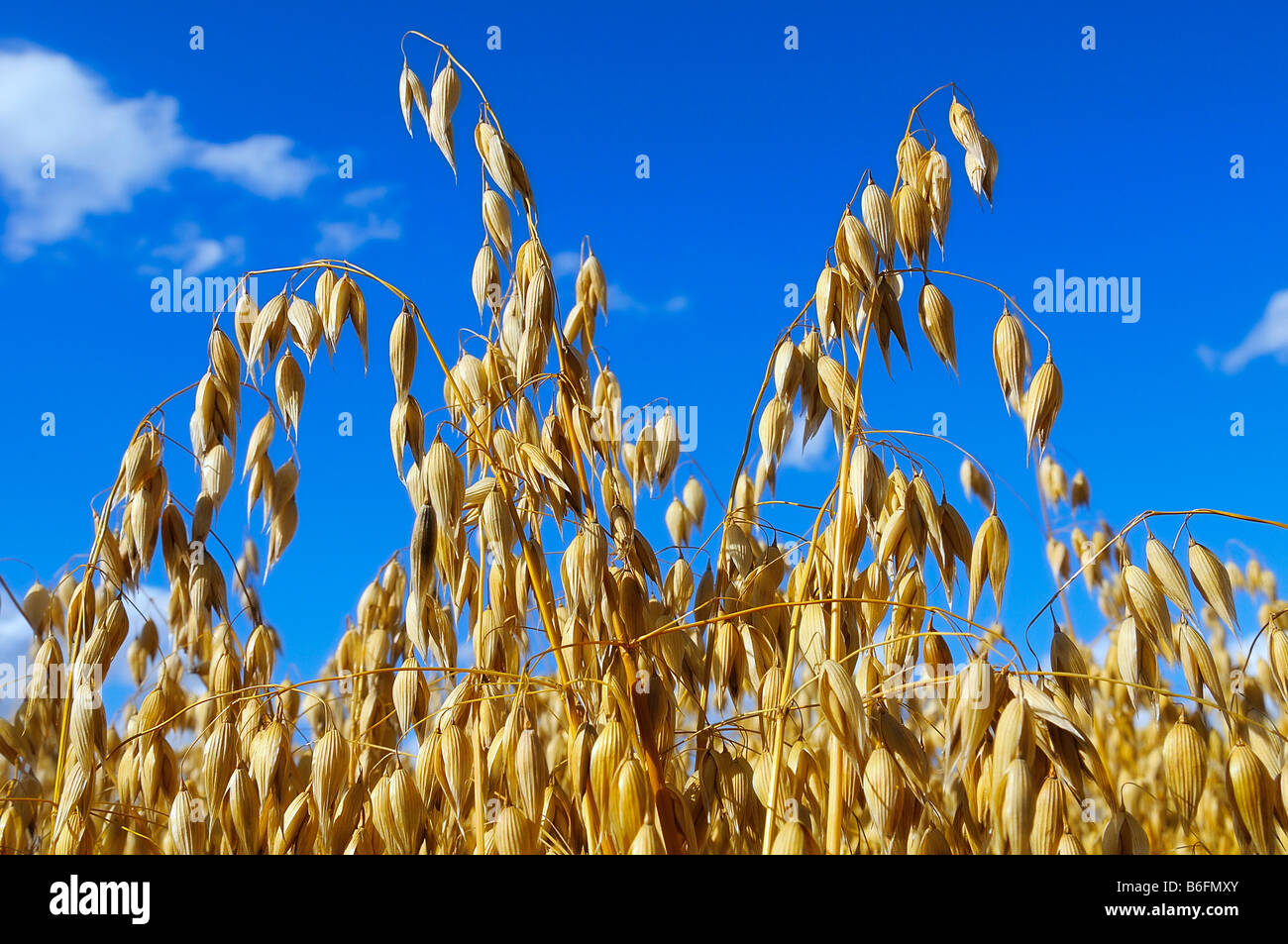 Hafer pflanze hi-res stock photography and images - Alamy