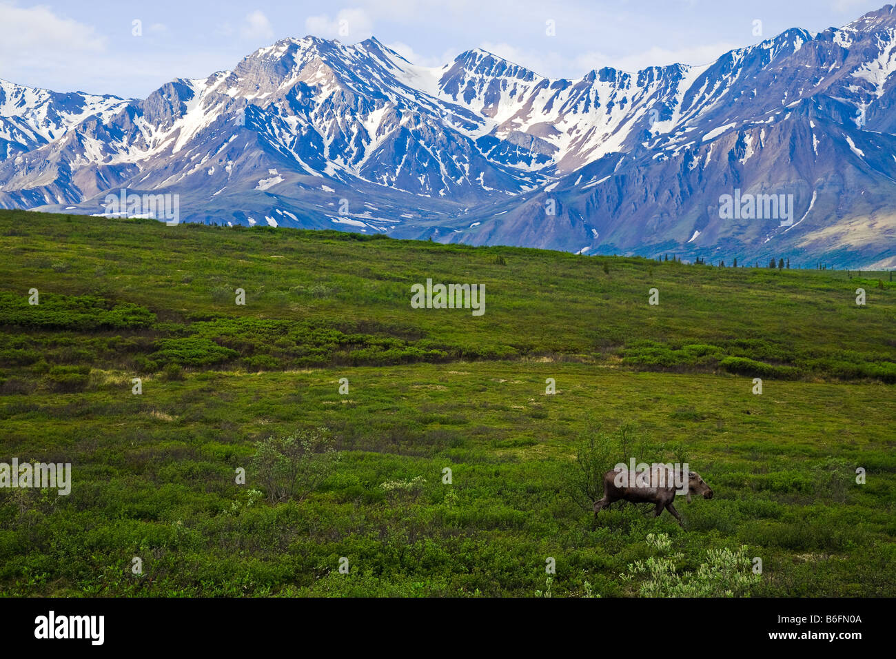 A moose passing Denali National Park in Alaska USA Stock Photo - Alamy