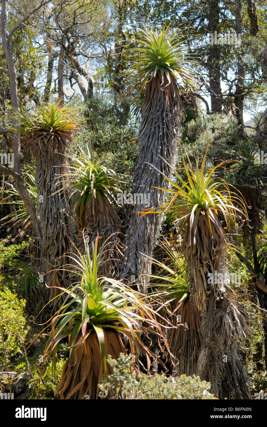 Kalter regenwald hi-res stock photography and images - Alamy