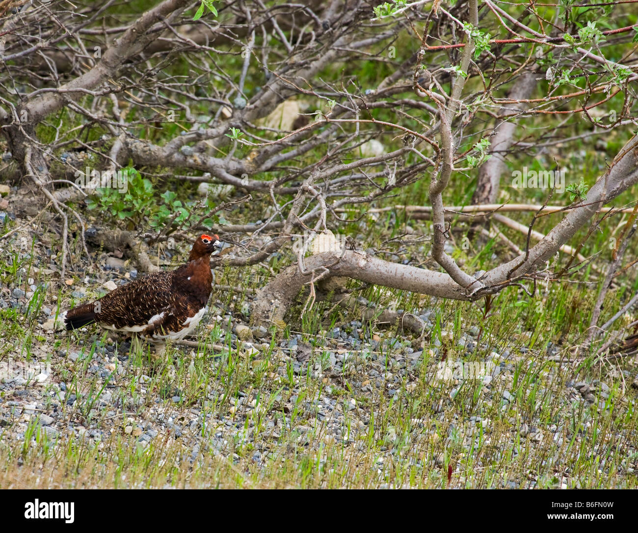 a willow Ptarmigan in a bush in Alaska USA Stock Photo - Alamy