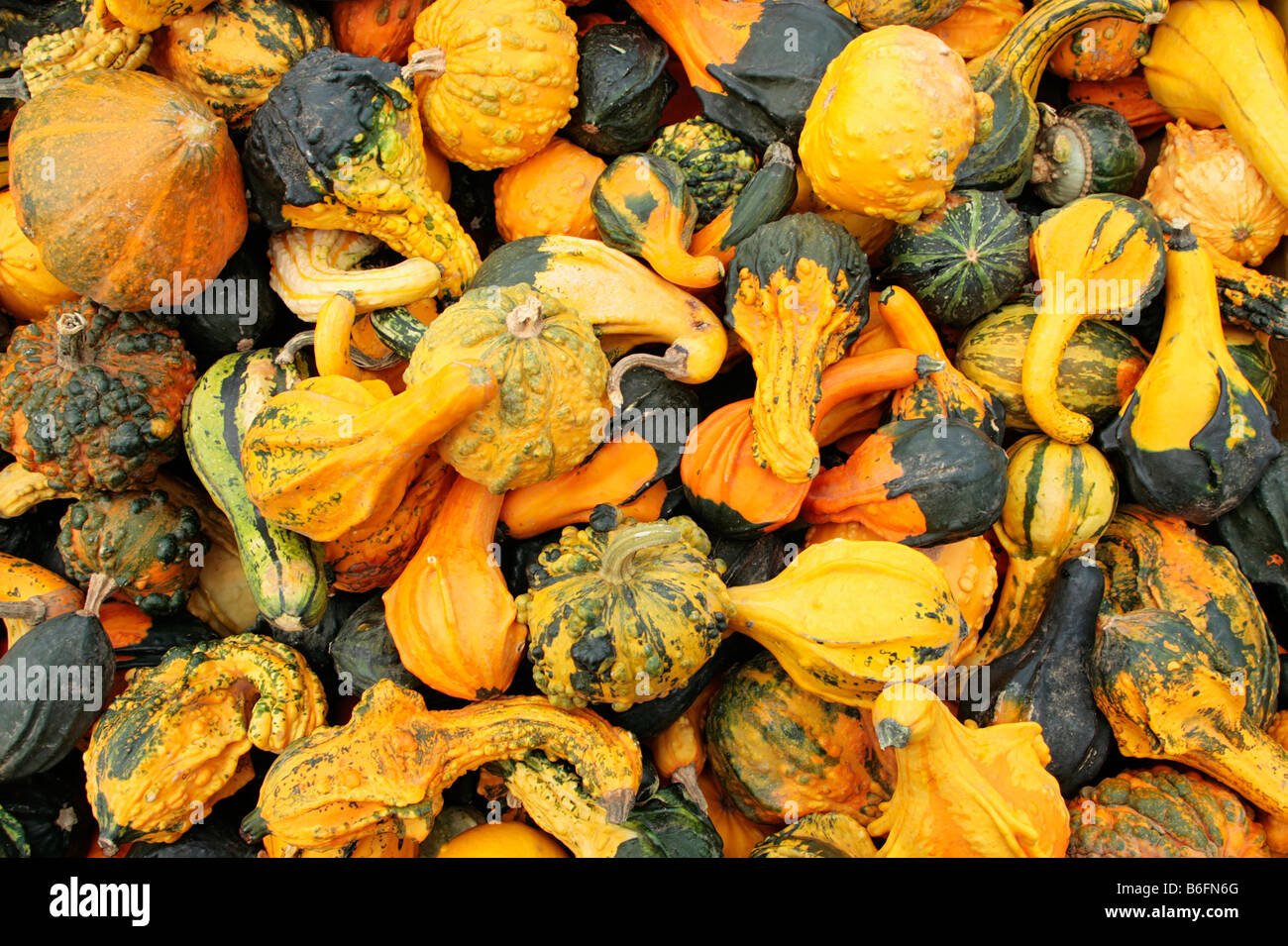 Squash picture hi-res stock photography and images - Alamy