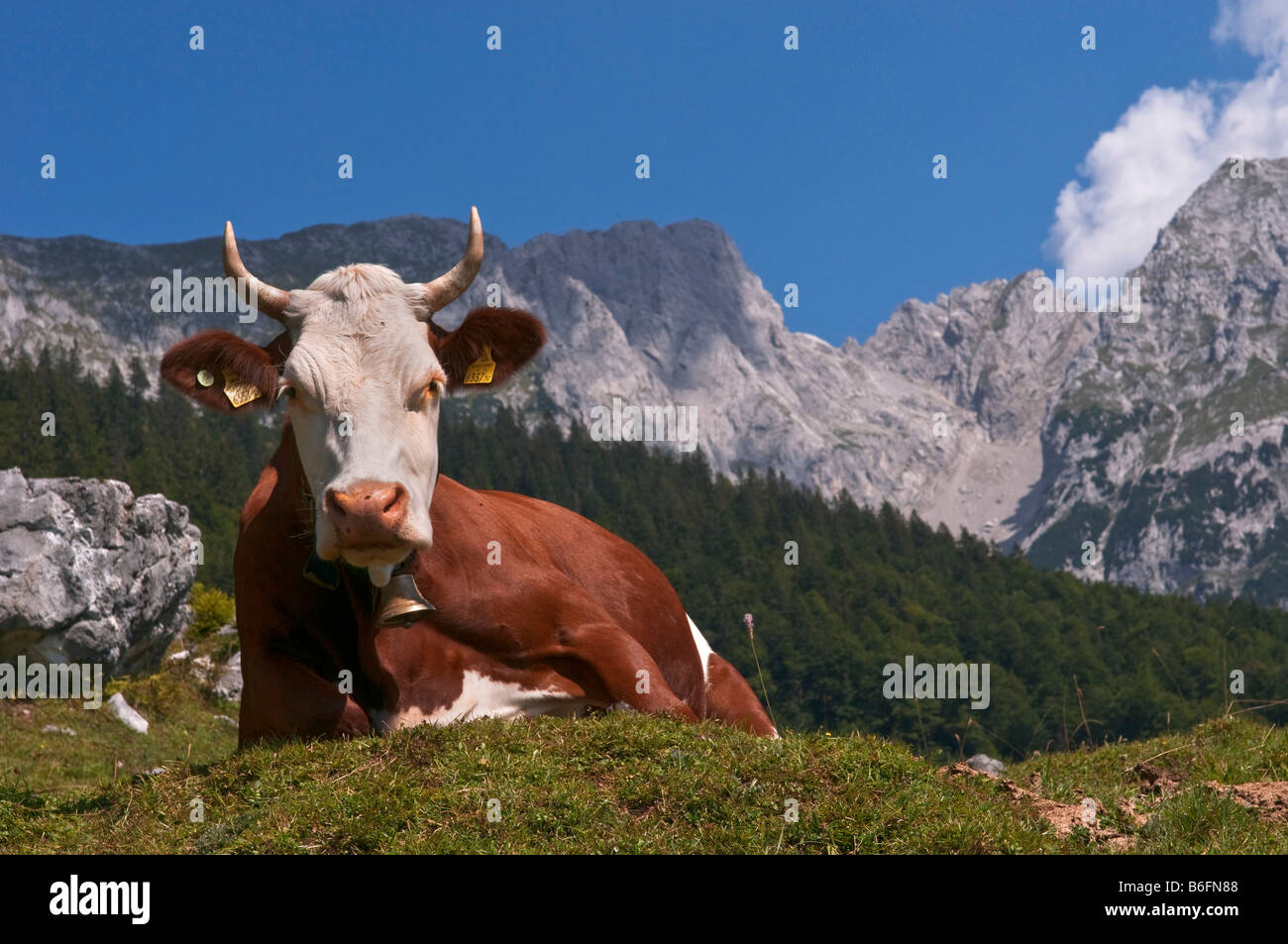 Kuh auf der alm cow hi-res stock photography and images - Alamy