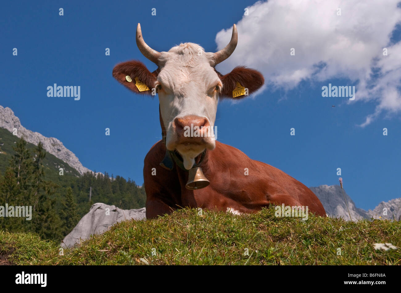 Kuh auf der alm cow hi-res stock photography and images - Alamy