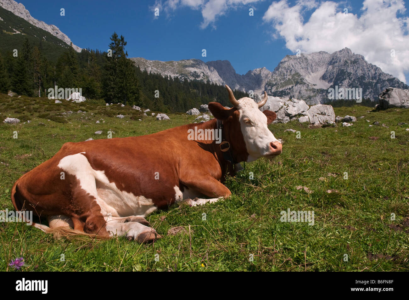 Kuh auf der alm hi-res stock photography and images - Alamy