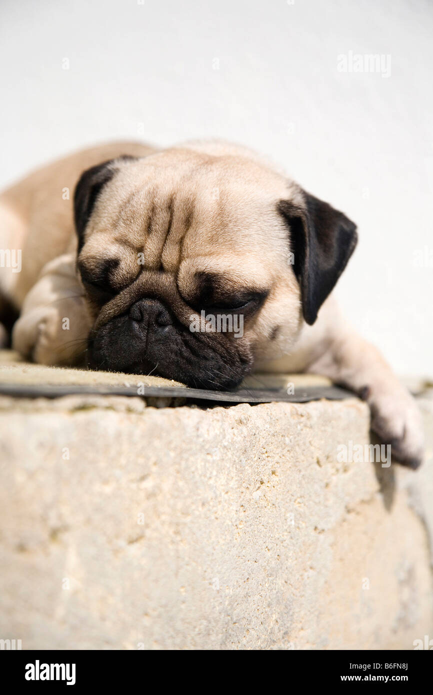 Young pug lying on a step, dozing in the sun Stock Photo - Alamy