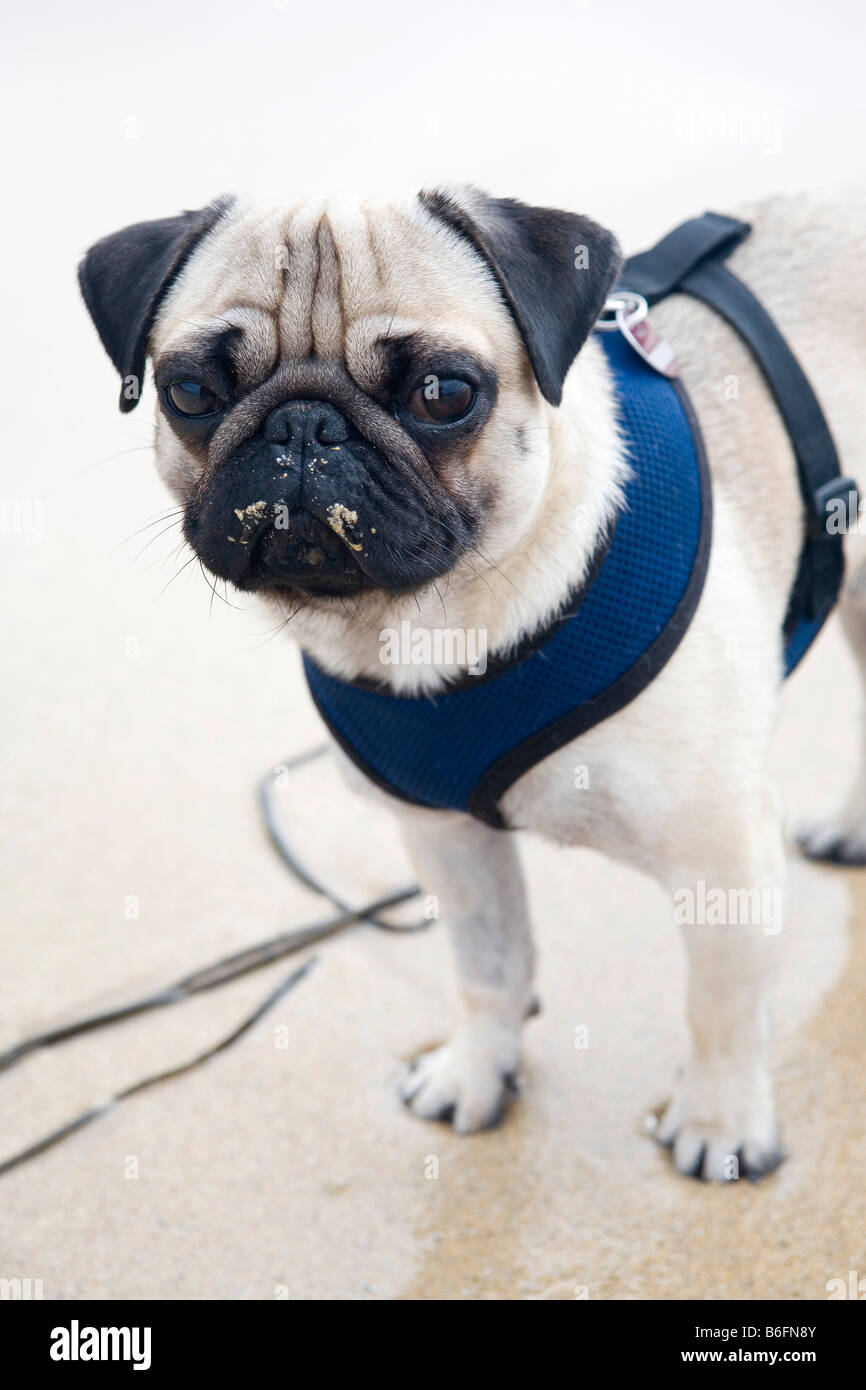 Young pug dog on the beach, portrait, with sand on its nose Stock Photo ...