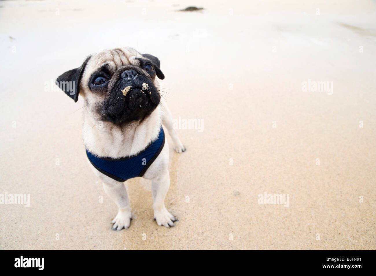 Young pug dog on the beach, wide-angle portrait, with sand on its nose ...