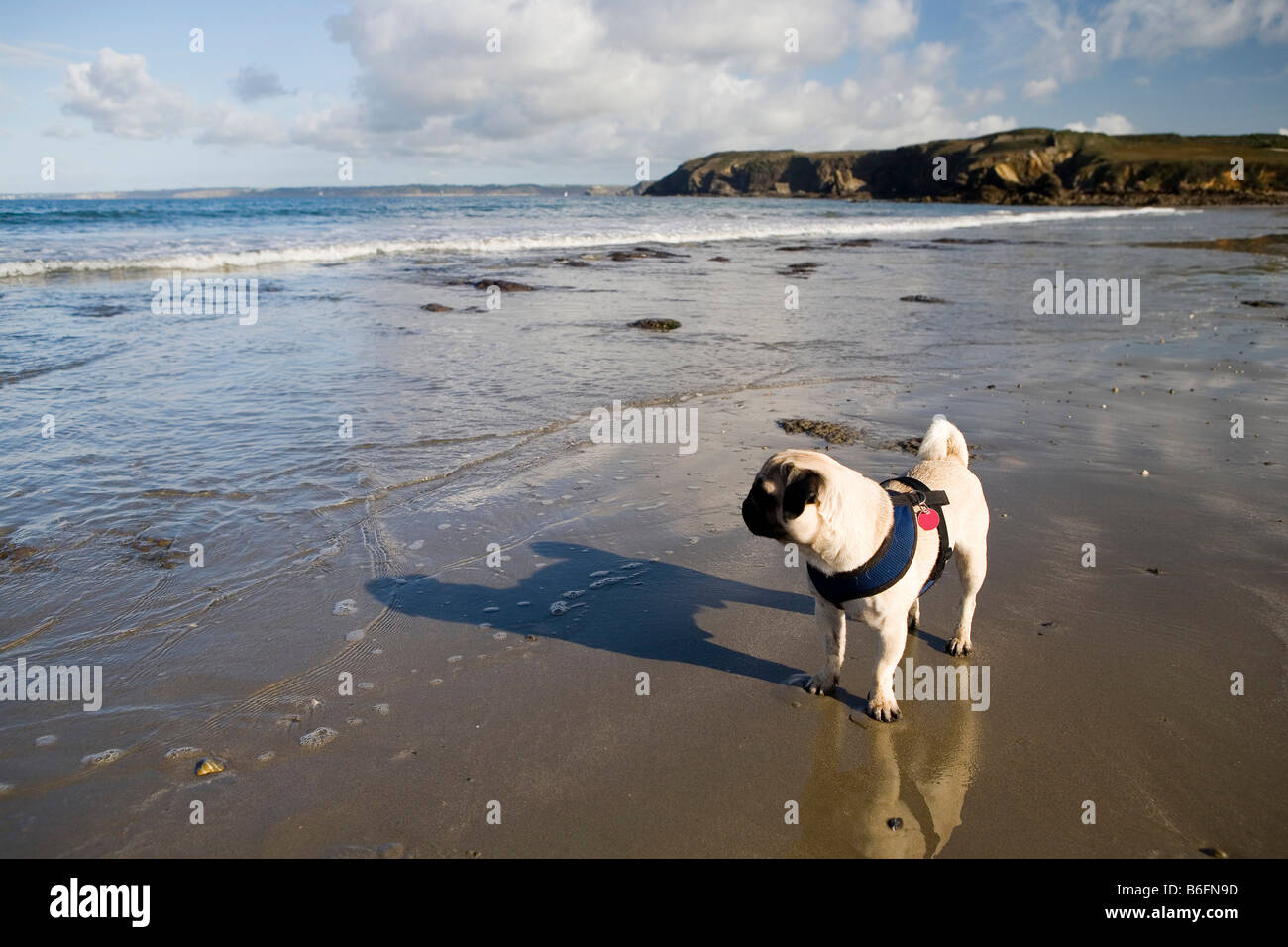 Young pug on an Atlantic beach Stock Photo - Alamy