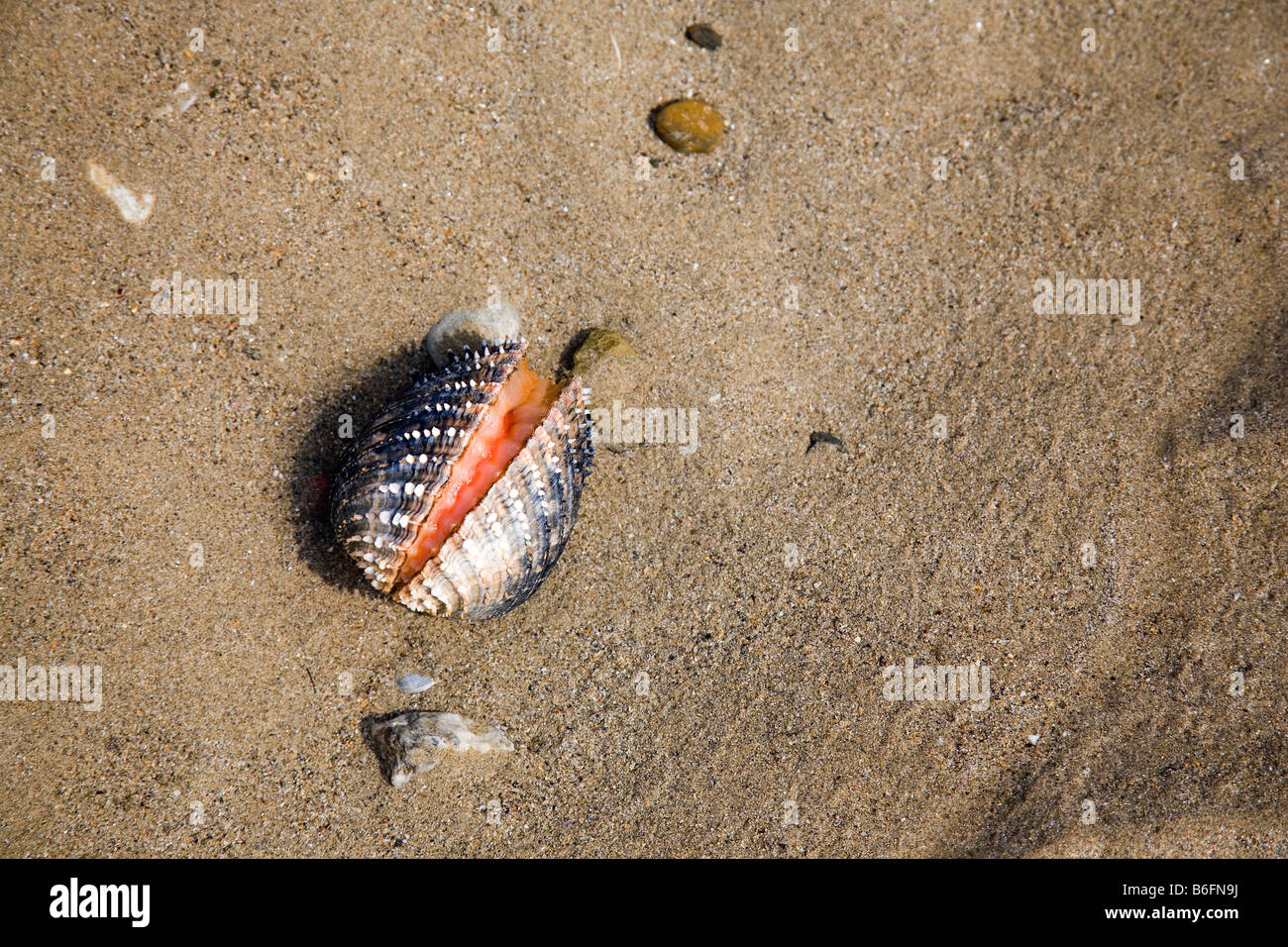Large European Spiny Cockle (Acanthocardia aculeata), open, alive, in a ...