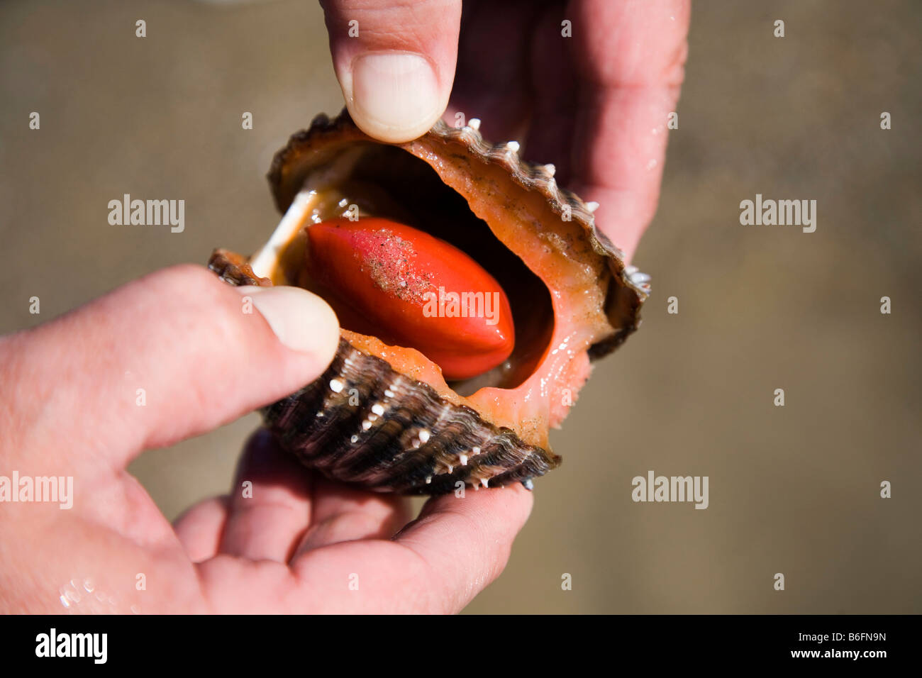 Acanthocardia aculeata hi-res stock photography and images - Alamy