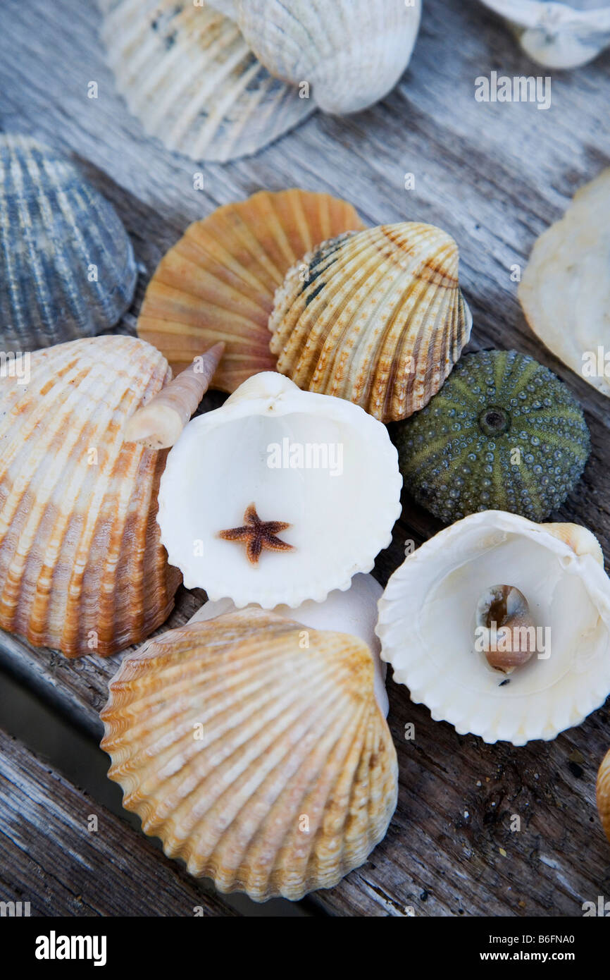Seashells and snail shells on hi-res stock photography and images - Alamy