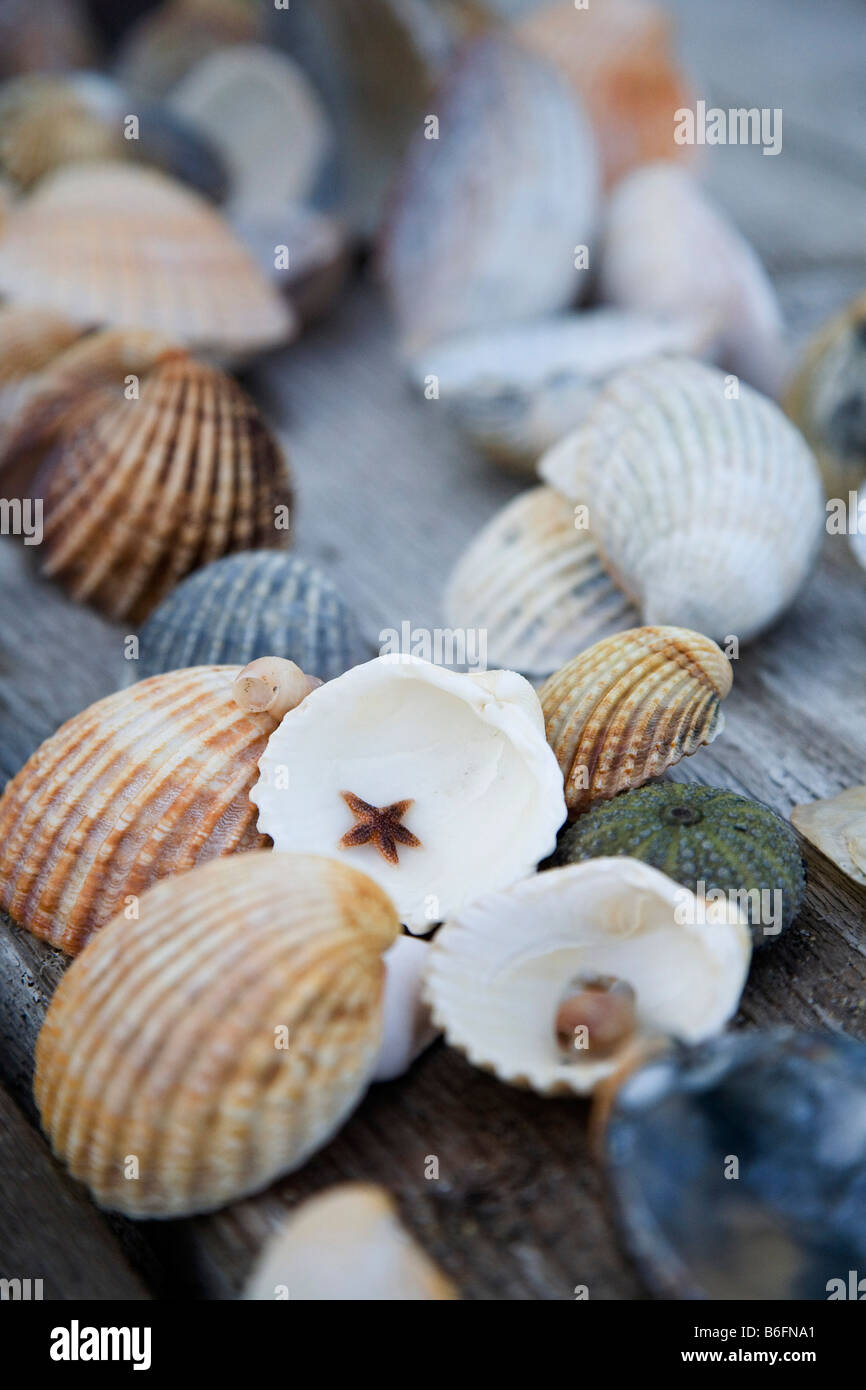 Sea anemone shells hi-res stock photography and images - Alamy