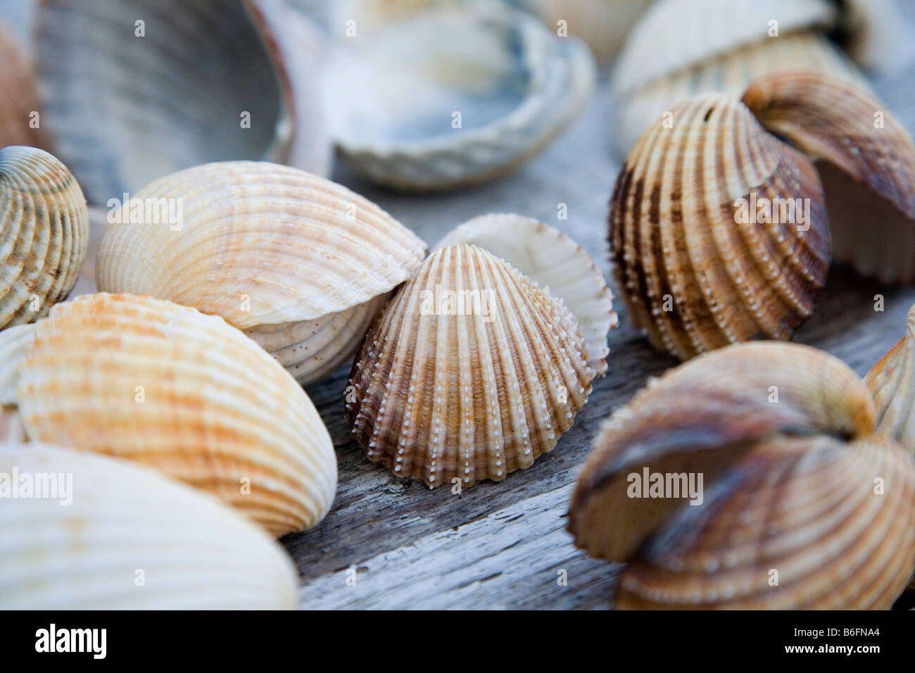 Mussel table hi-res stock photography and images - Alamy