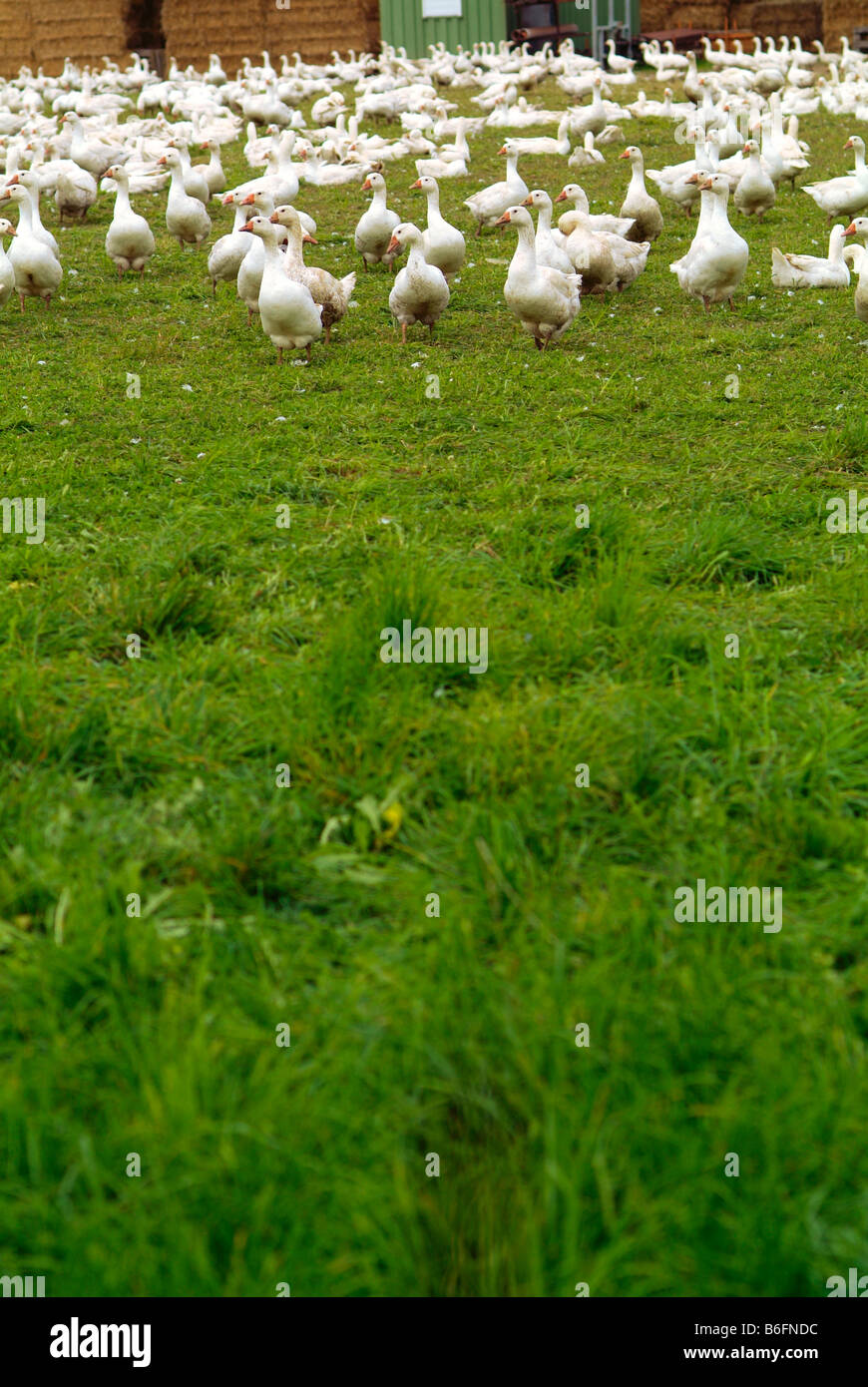 Gaggle of geese hi-res stock photography and images - Alamy