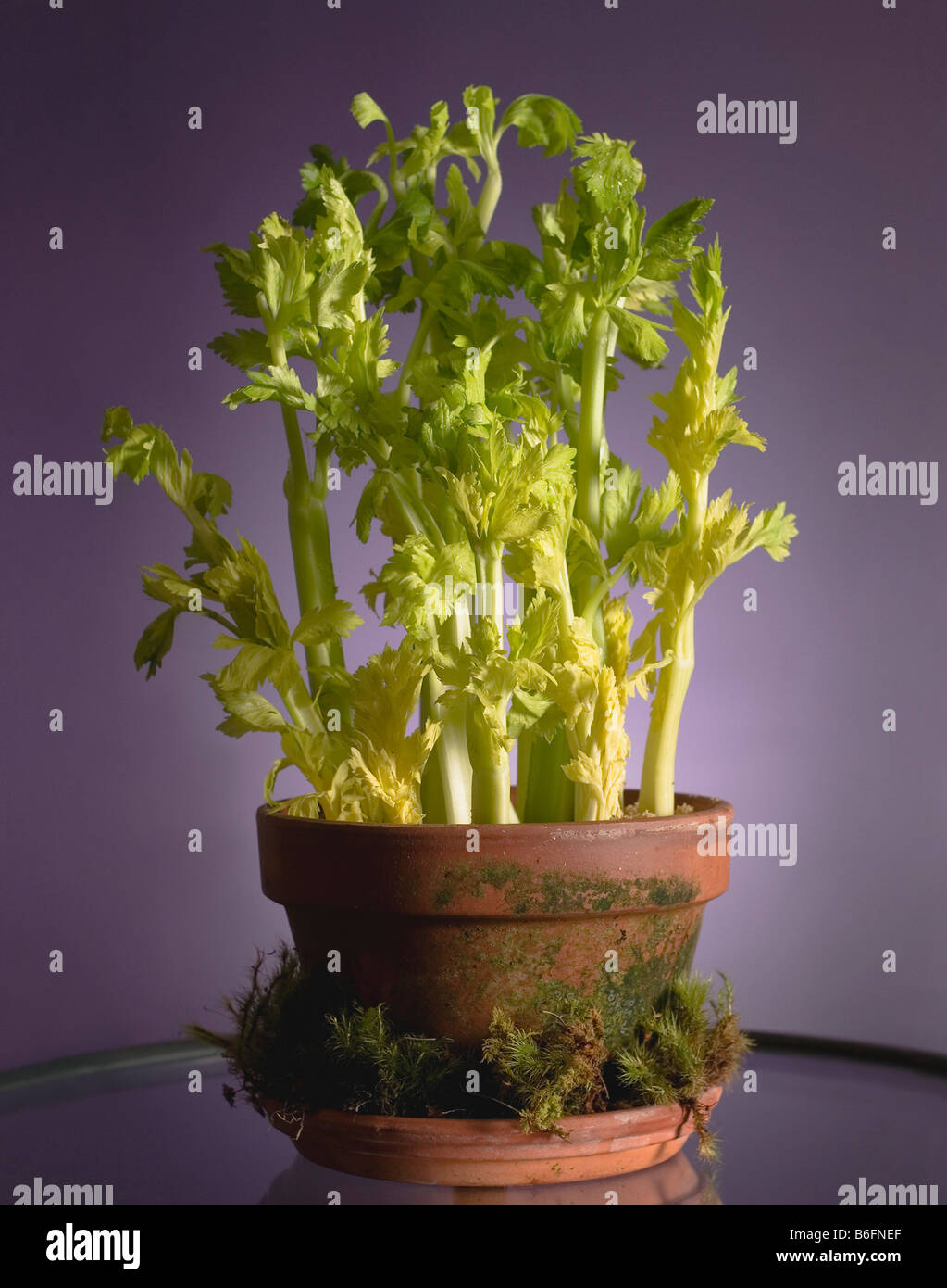 Moss and clay hi-res stock photography and images - Alamy
