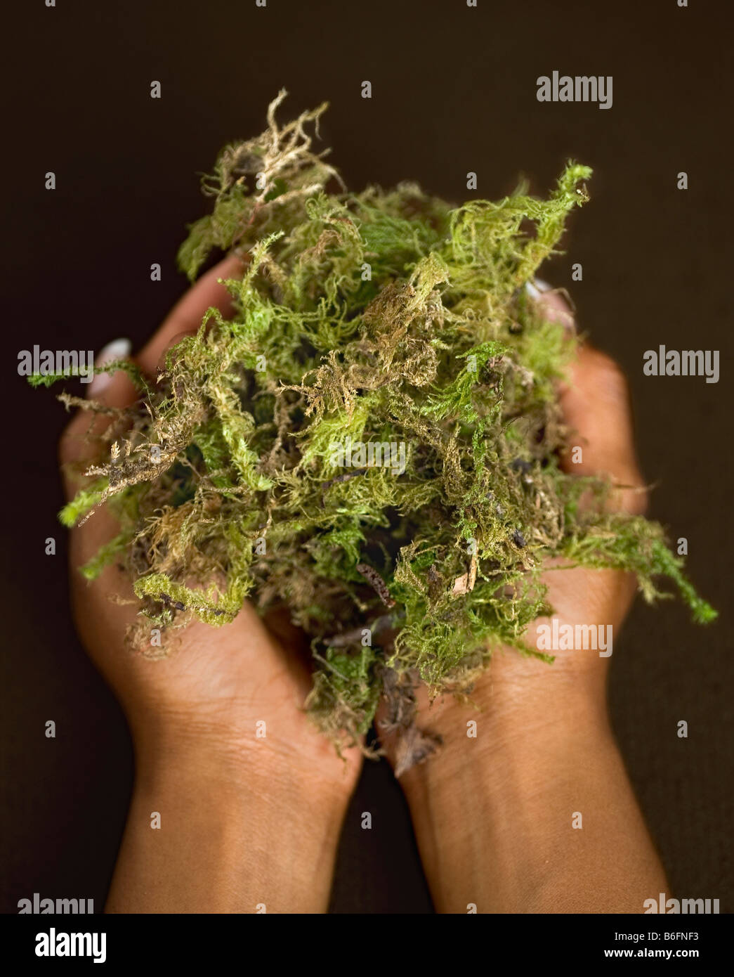 Hands Holding Green Moss Stock Photo - Alamy