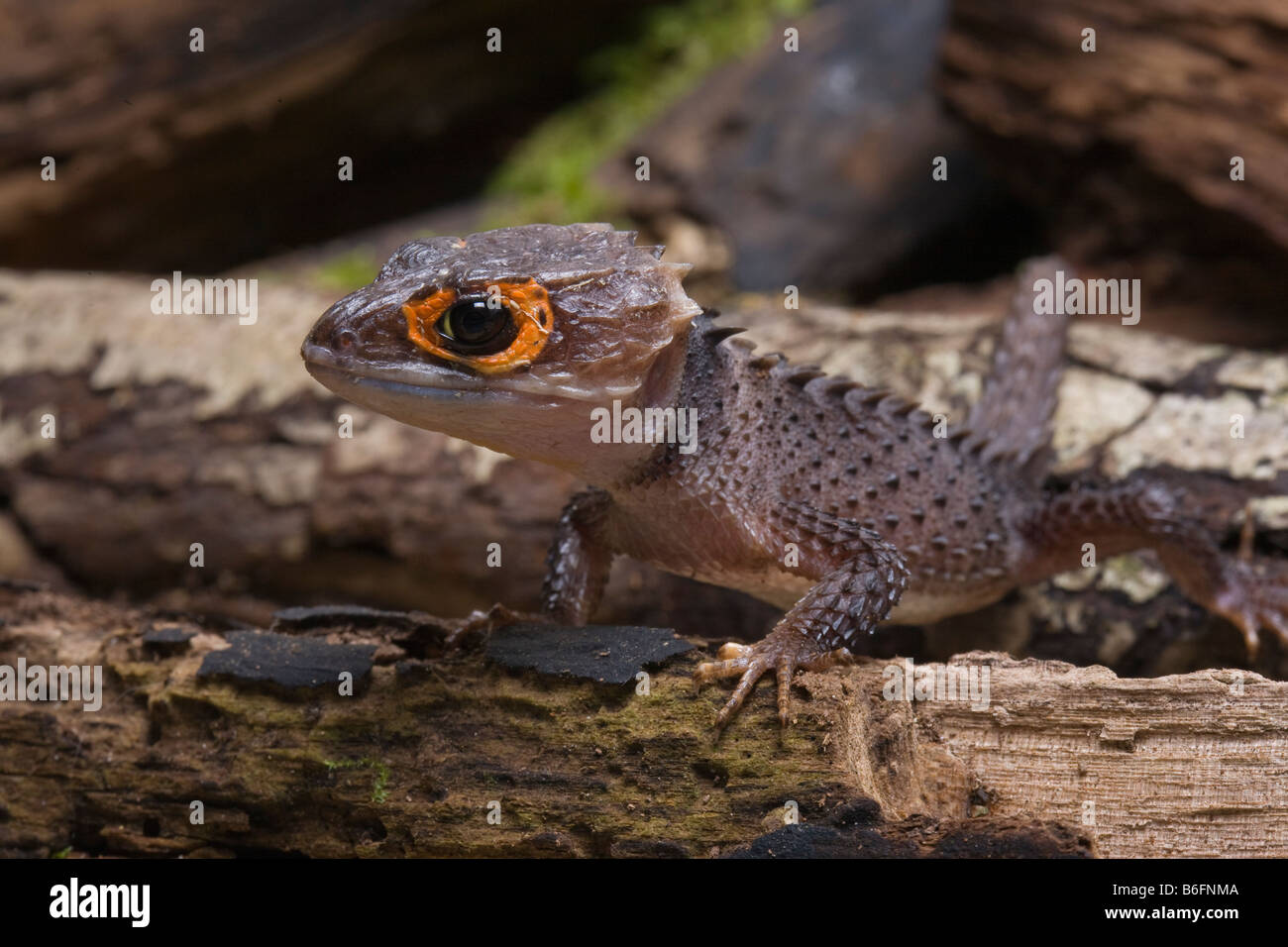 Reptile wildlife papua new guinea scincidae armoured armored spiny hi ...