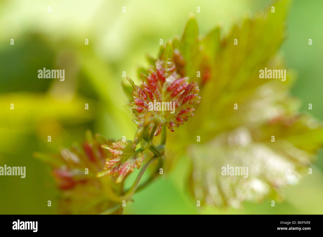 Grape vine shoot close up close up hi-res stock photography and images ...