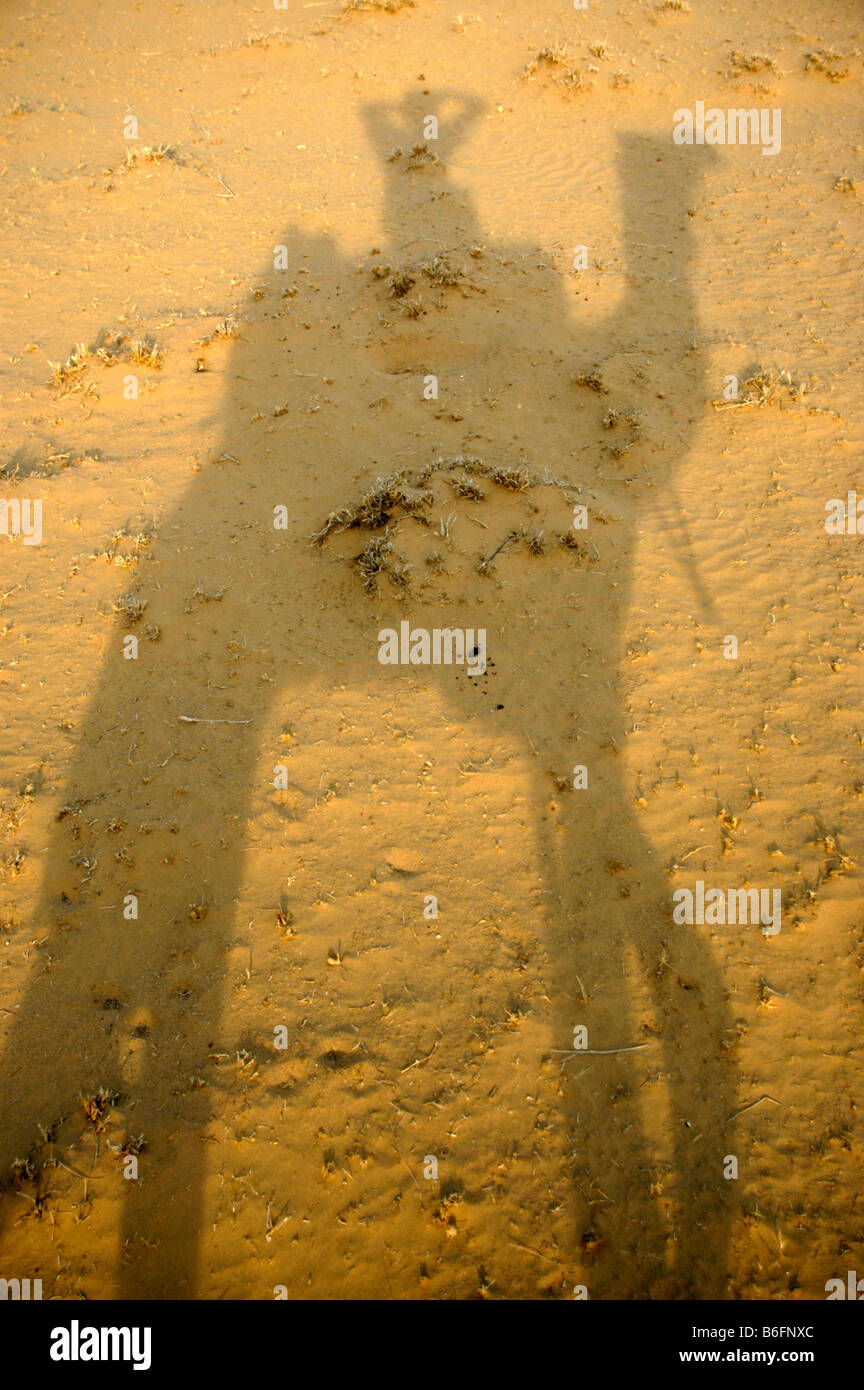 Camel shadow cast on sand hi-res stock photography and images - Alamy